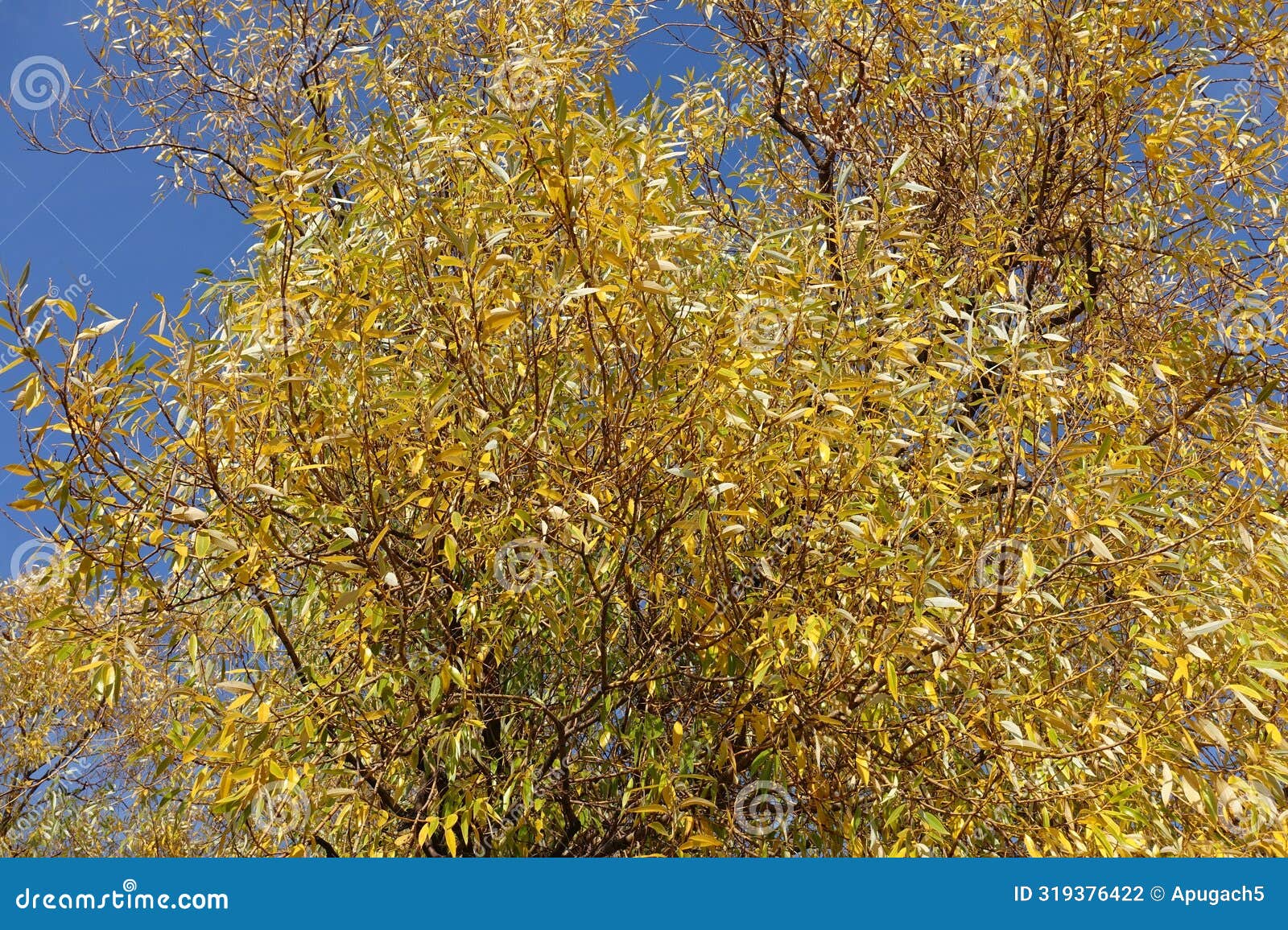 Blue Sky and Autumnal Foliage of White Willow in October Stock Photo ...