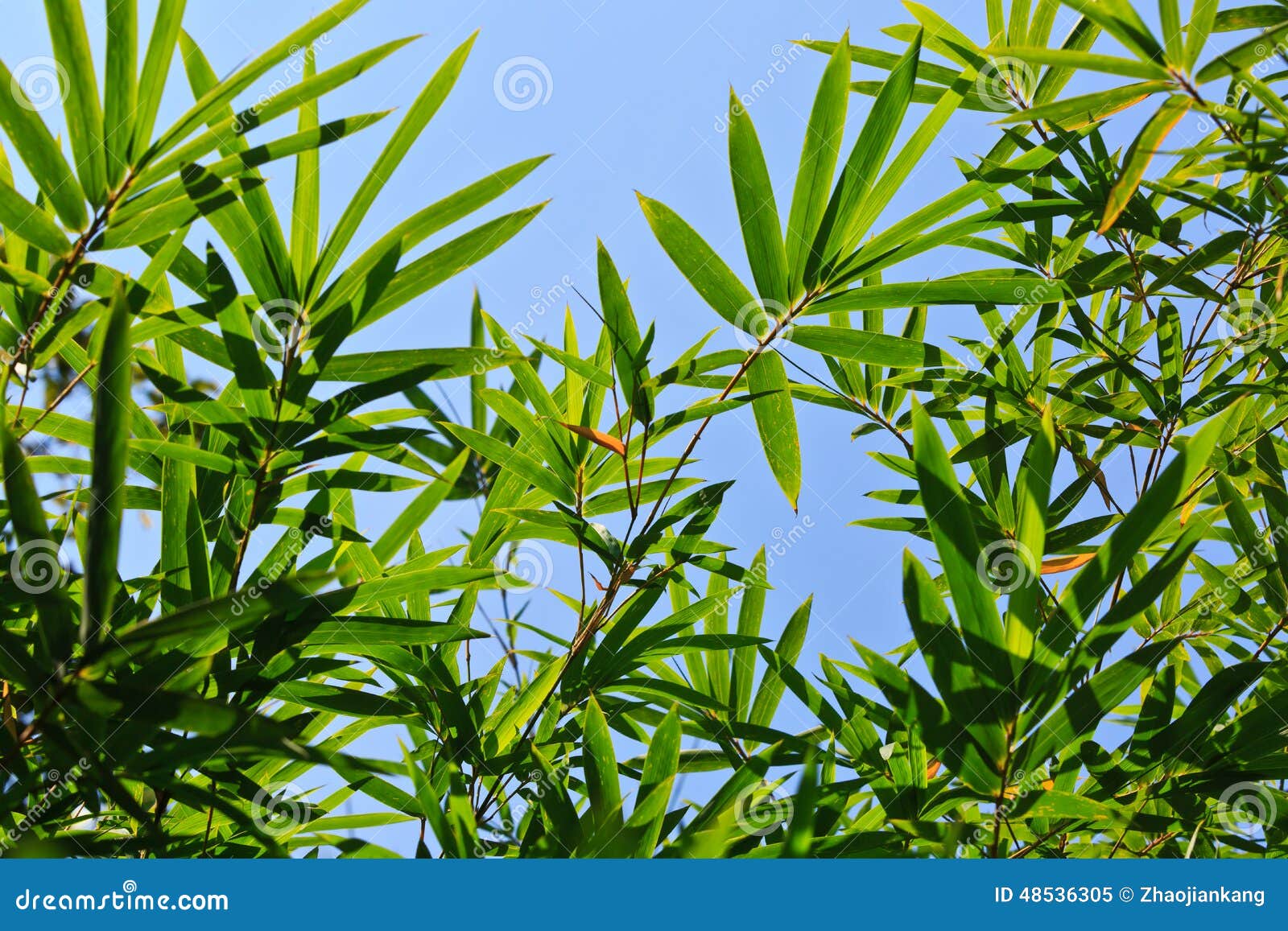 The Blue Sky Background of Bamboo Stock Image - Image of nature, close ...