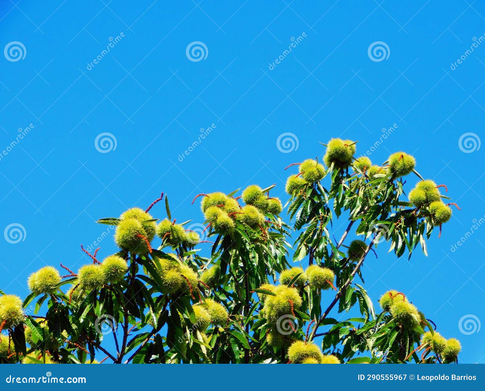 Blue Sky Background with Chesnut Tree Balls Stock Image - Image of ...