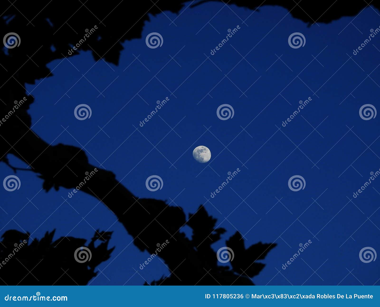 The moon among the trees stock photo. Image of moon - 117805236