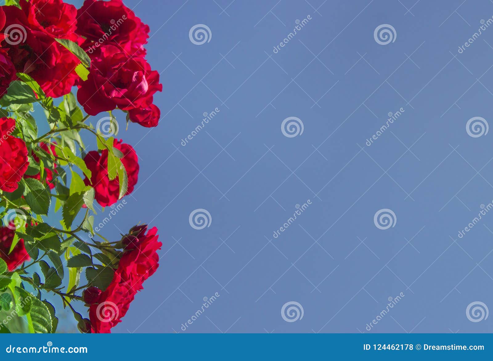 On a Blue Sky Background a Red Rose Flower Stock Photo - Image of ...