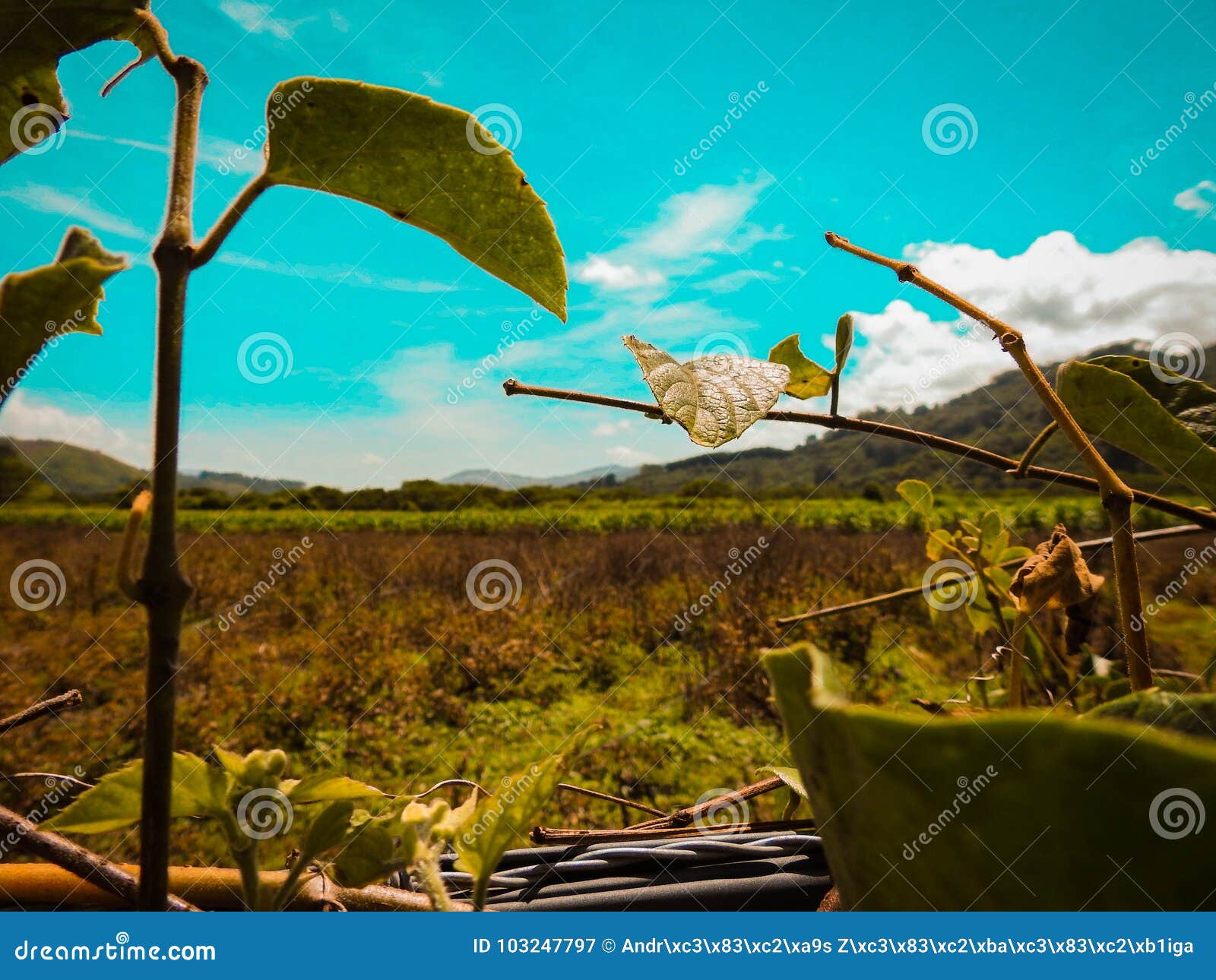 Blue sky stock image. Image of beautiful, forest, view - 103247797