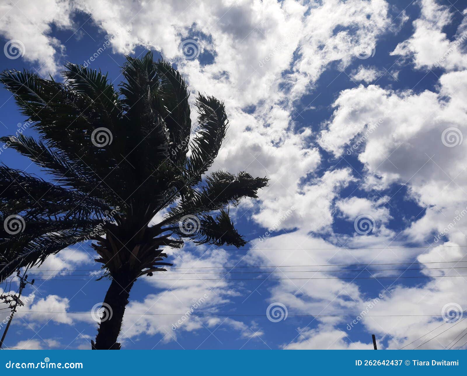 Blue sky at Bedahan stock image. Image of bedahan, tree - 262642437