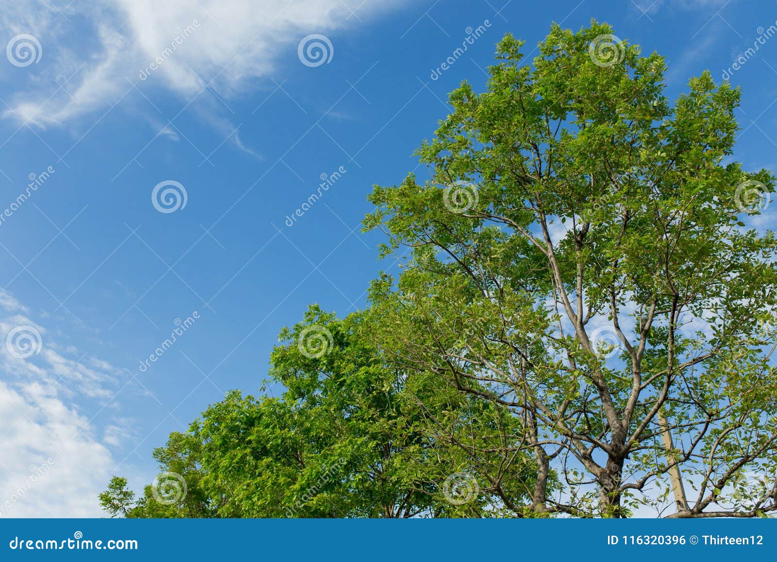 Blue Sky and Big tree stock photo. Image of colors, overcast - 116320396