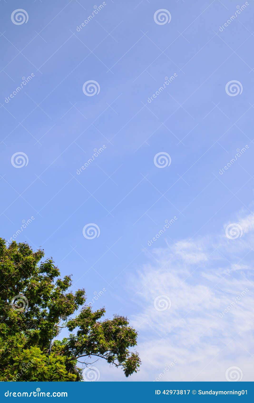 Blue sky and big tree stock image. Image of life, bright - 42973817