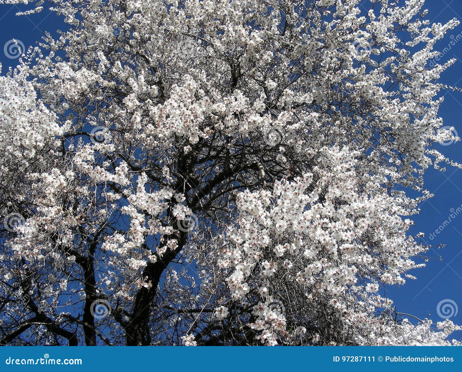 Blue, Sky, Blossom, Tree Picture. Image: 97287111