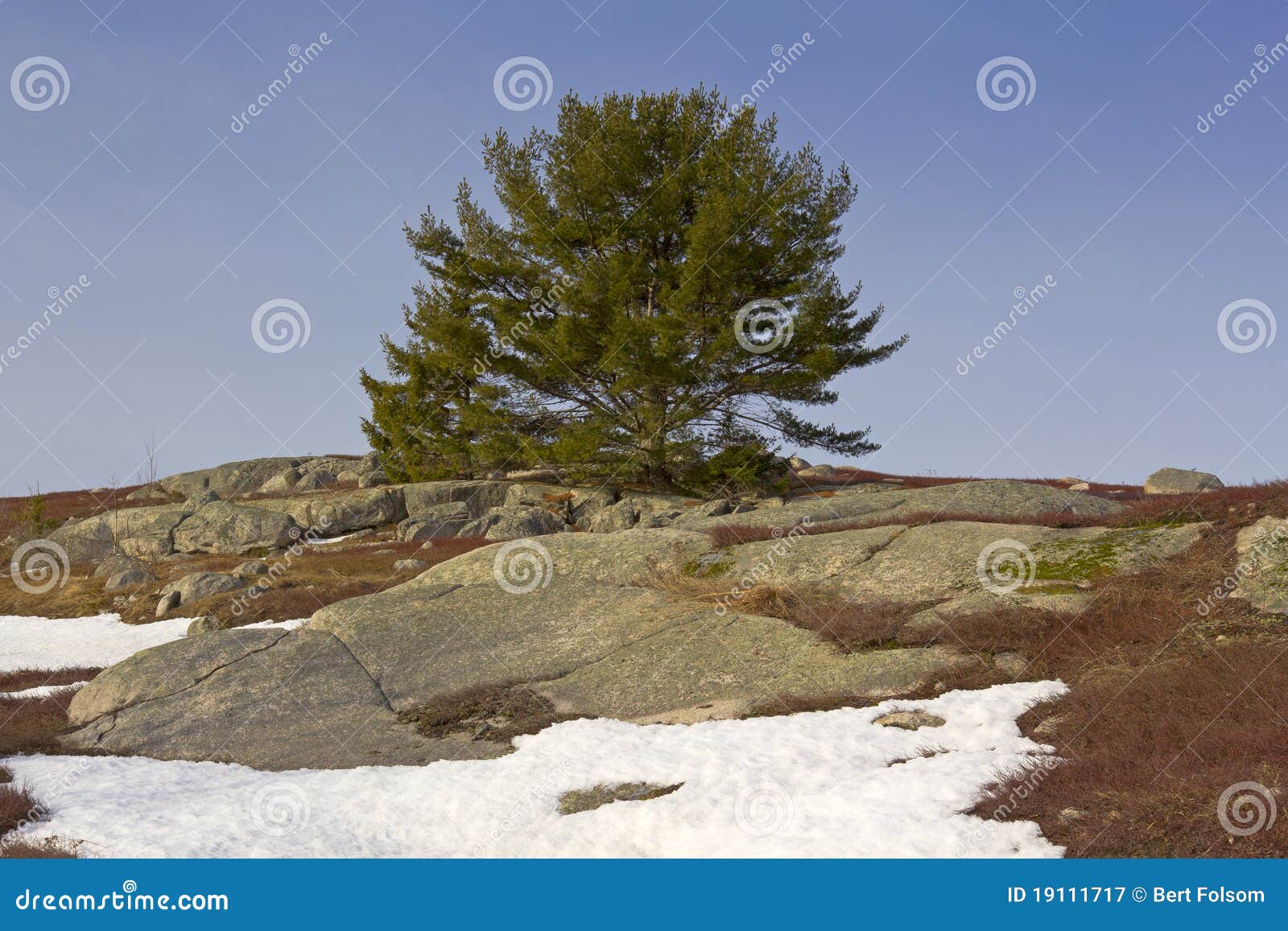 Blue Sky and Blueberry Field with Snow Rocks Stock Image - Image of ...