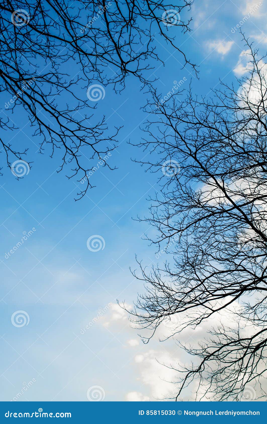 Blue Sky with Bough of Tree. Stock Photo - Image of ozone, dramatic ...