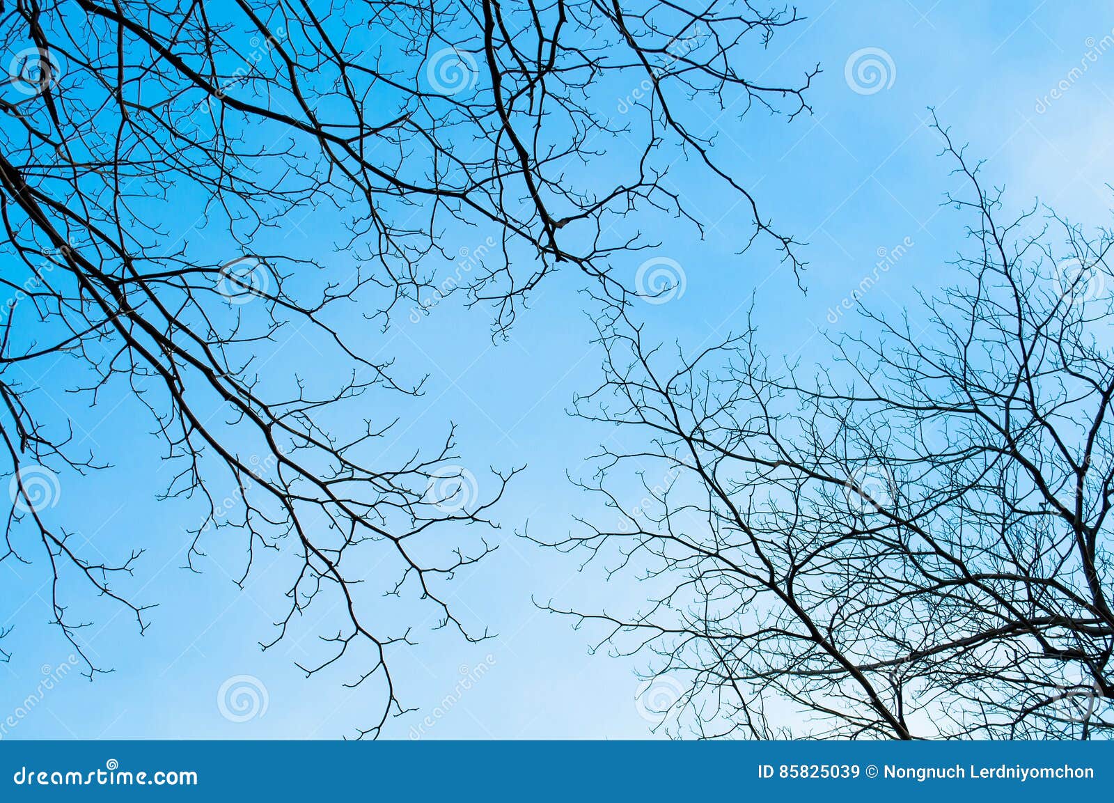 Blue Sky with Bough of Tree. Stock Image - Image of branch, natural ...