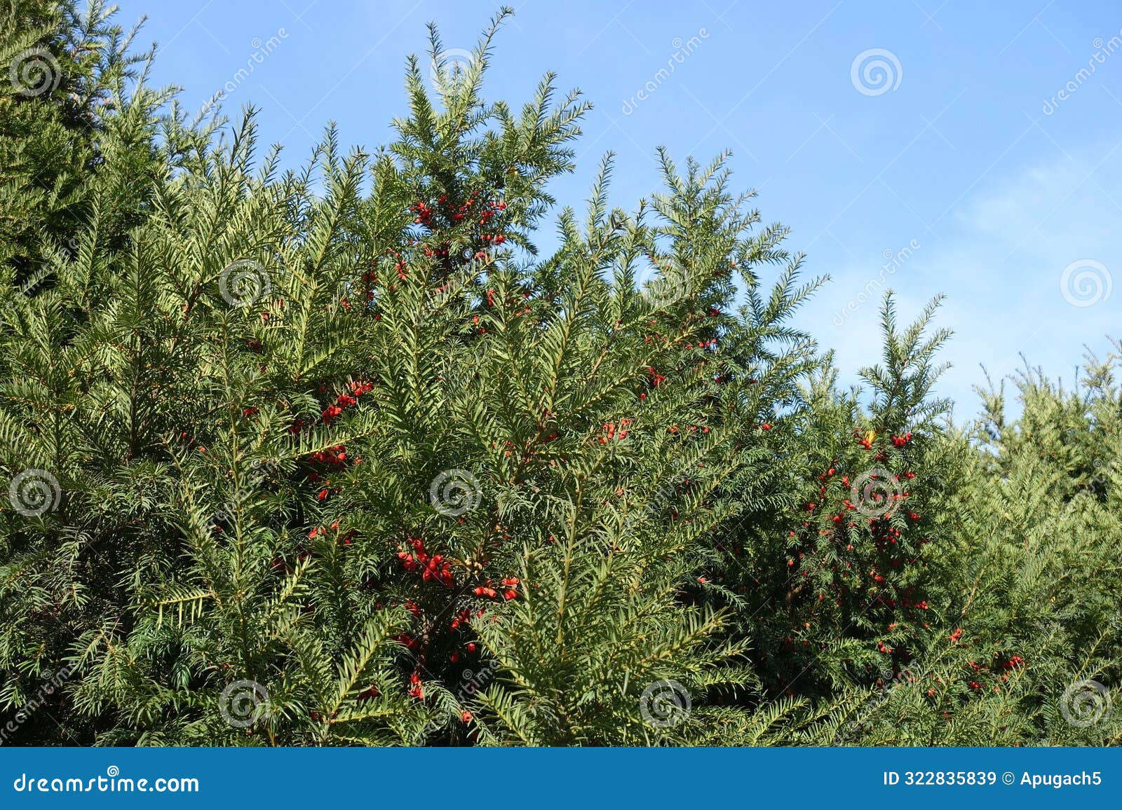 Blue Sky and Branches of Yew with Red Berries in October Stock Image ...