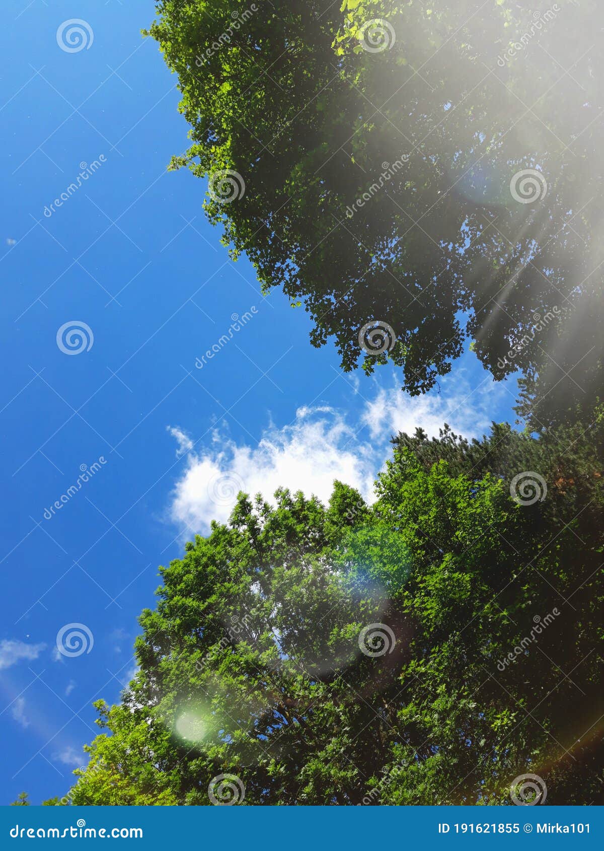 Blue Sky among the Branches of Green Trees with Reflections from the ...