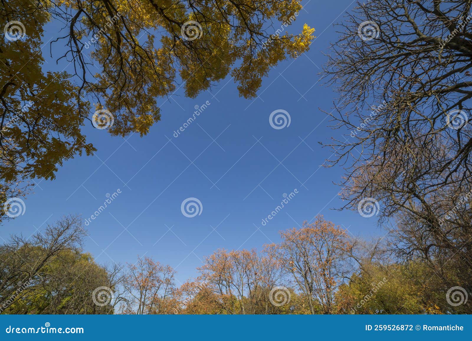 Blue Sky and Branches of Trees in Park at Fall Stock Photo - Image of ...
