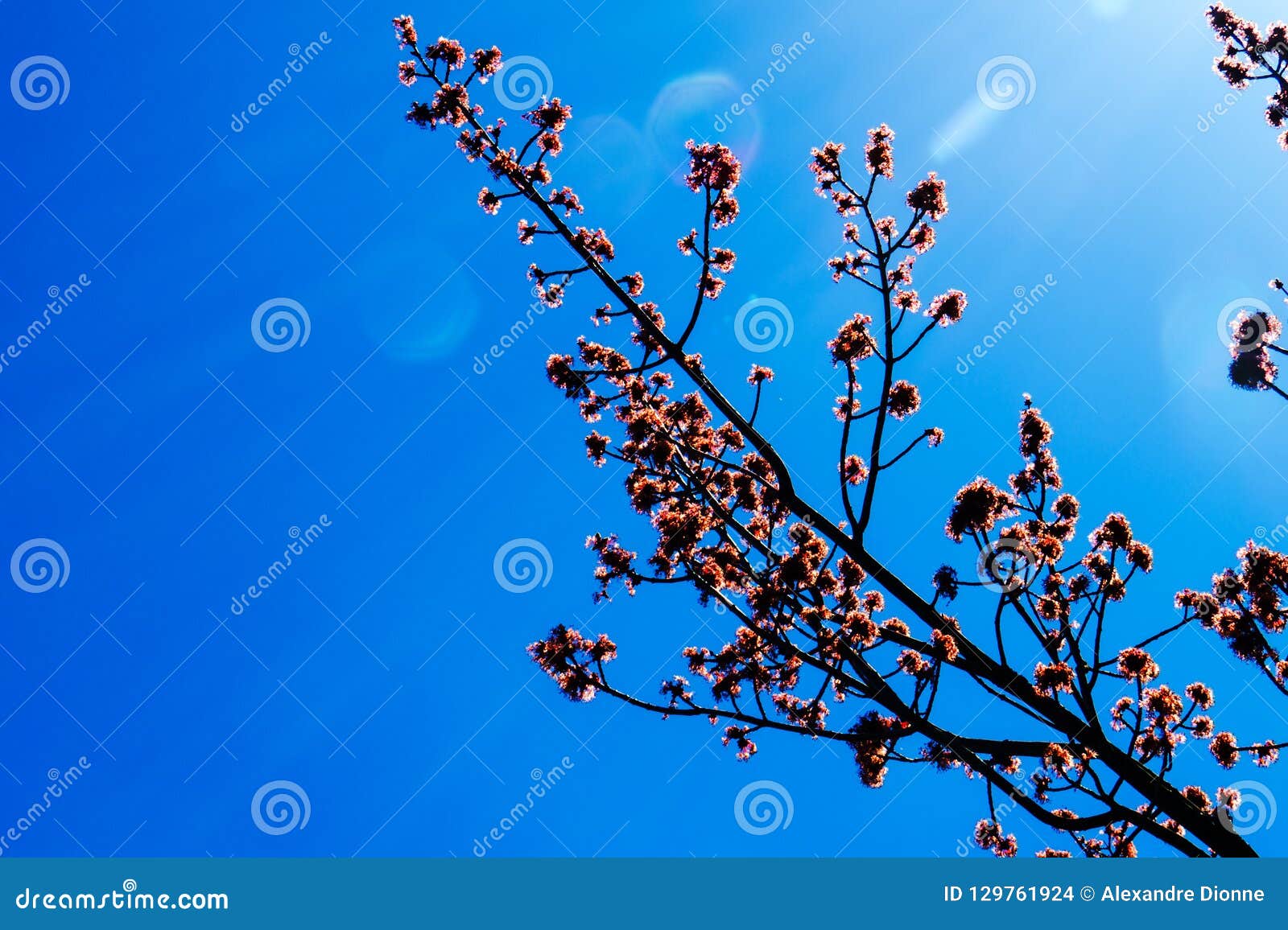 Blue Sky and Canadian Tree Branches Stock Photo - Image of branch ...