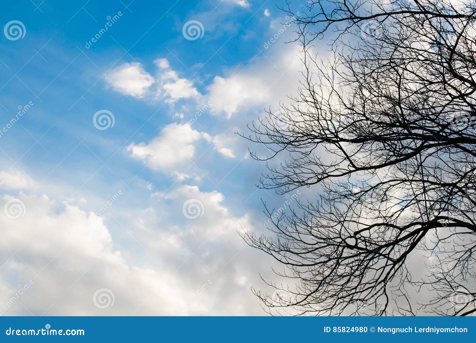 Blue Sky with Cloud and Bough of Tree. Stock Photo - Image of ...