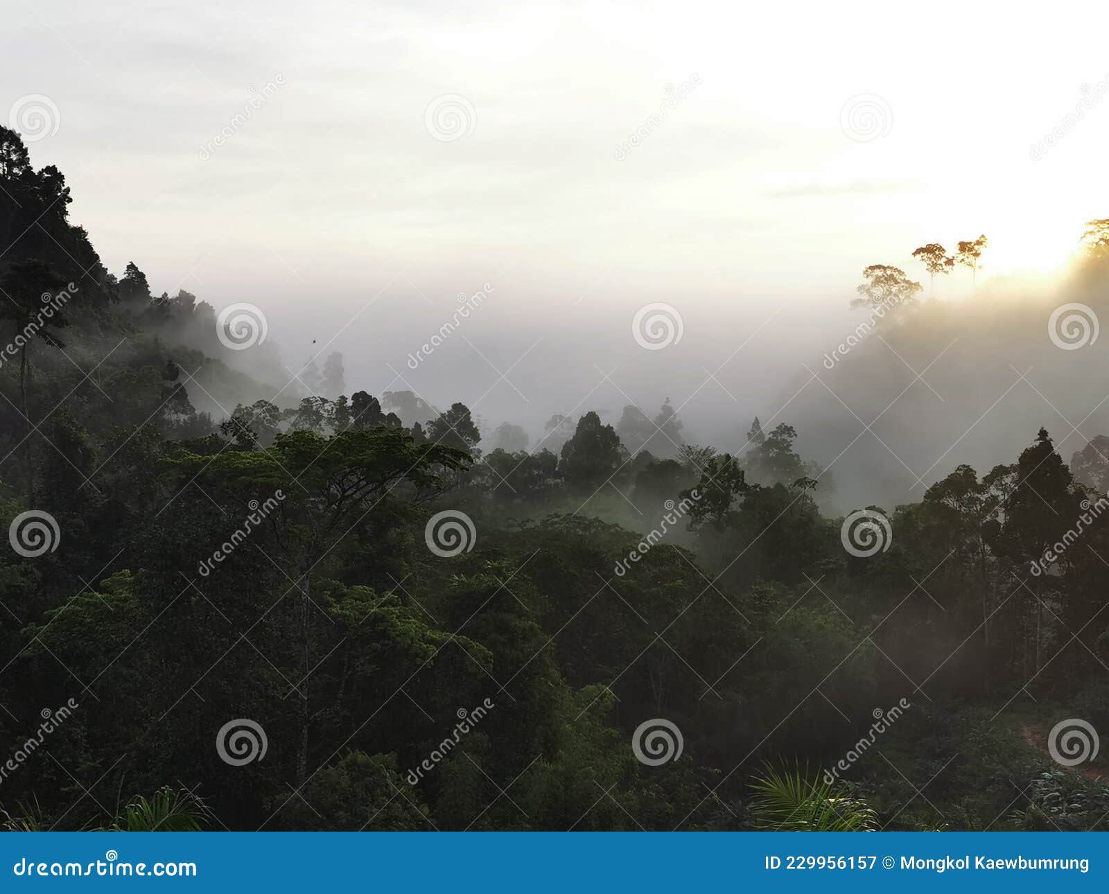 Blue Sky with Clouds Form Tropical Rainforest Stock Image - Image of ...