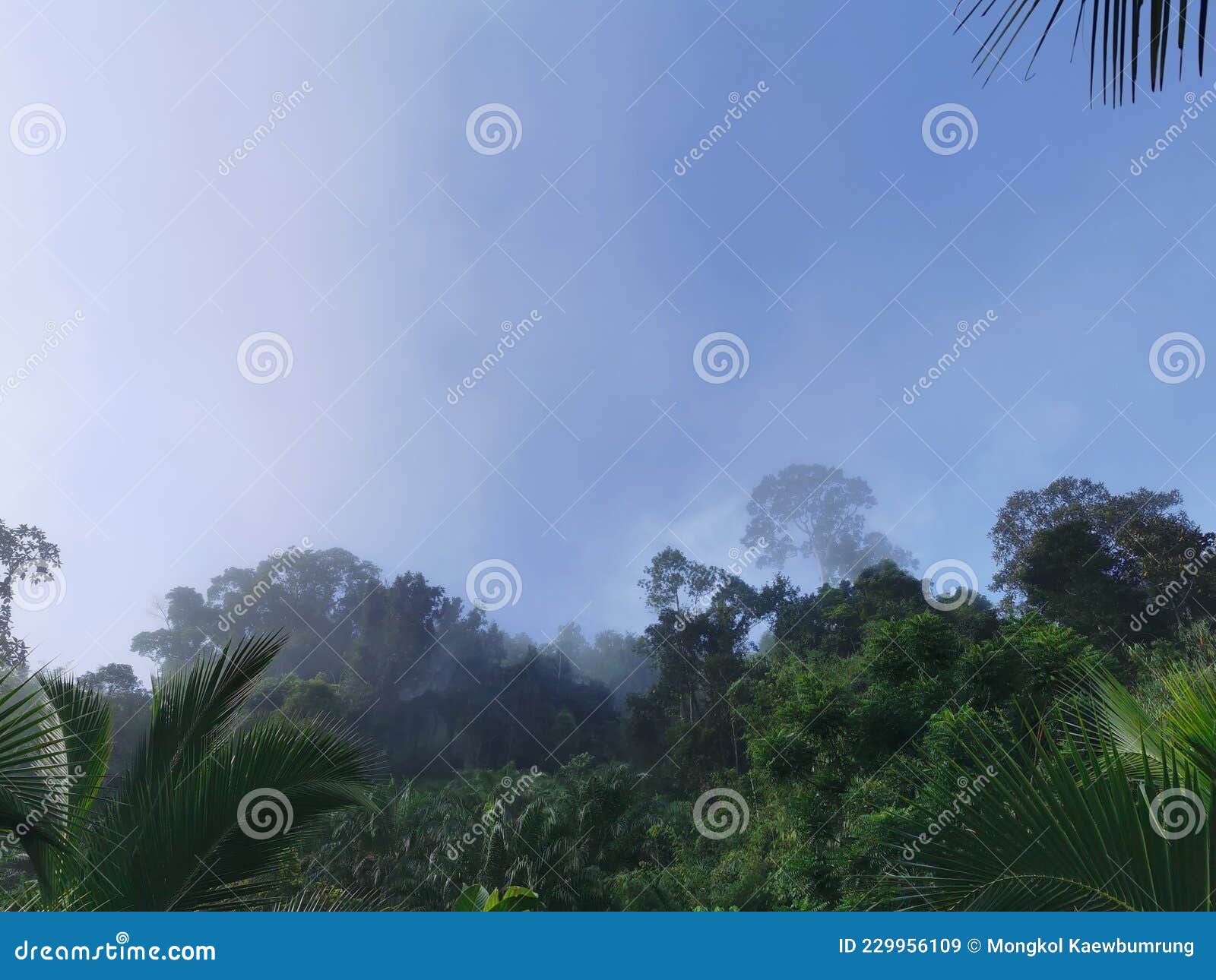 Blue Sky with Clouds Form Tropical Rainforest Stock Image - Image of ...
