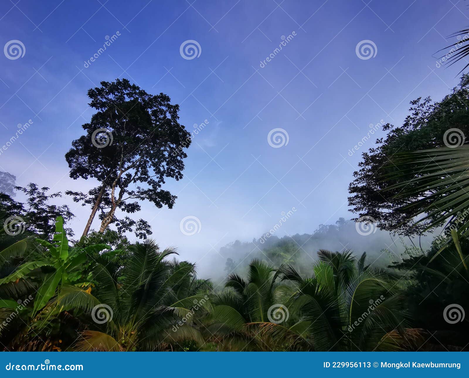 Blue Sky with Clouds Form Tropical Rainforest Stock Image - Image of ...