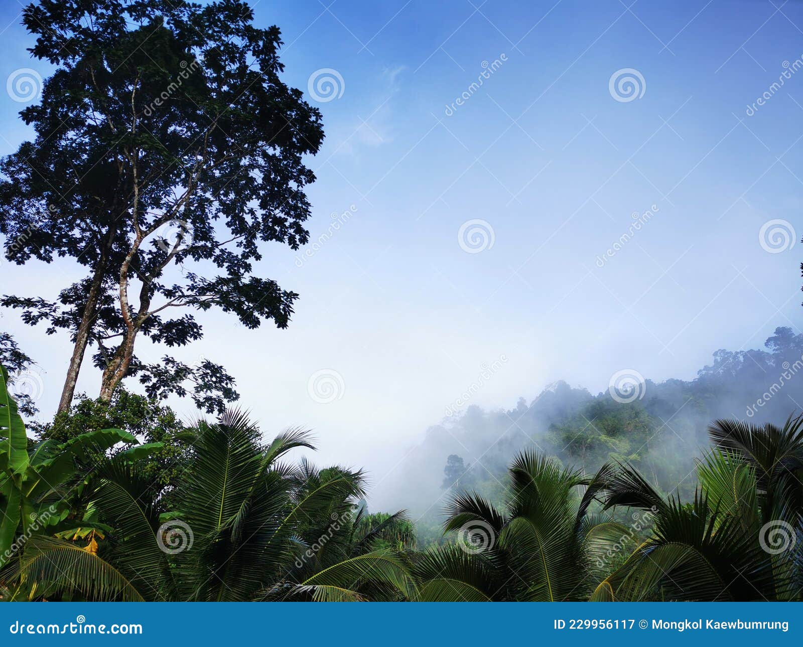 Blue Sky with Clouds Form Tropical Rainforest Stock Image - Image of ...