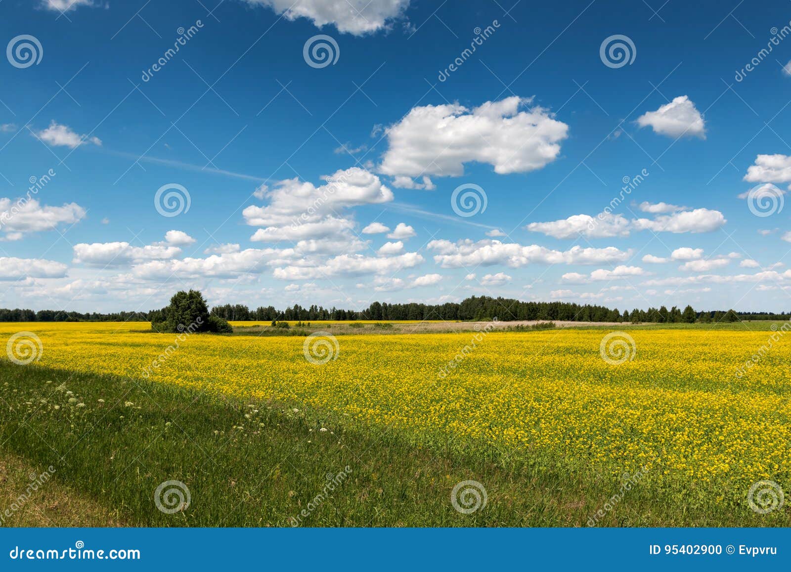 Blue Sky with Clouds Over a Field Covered with Flowers Stock Photo ...