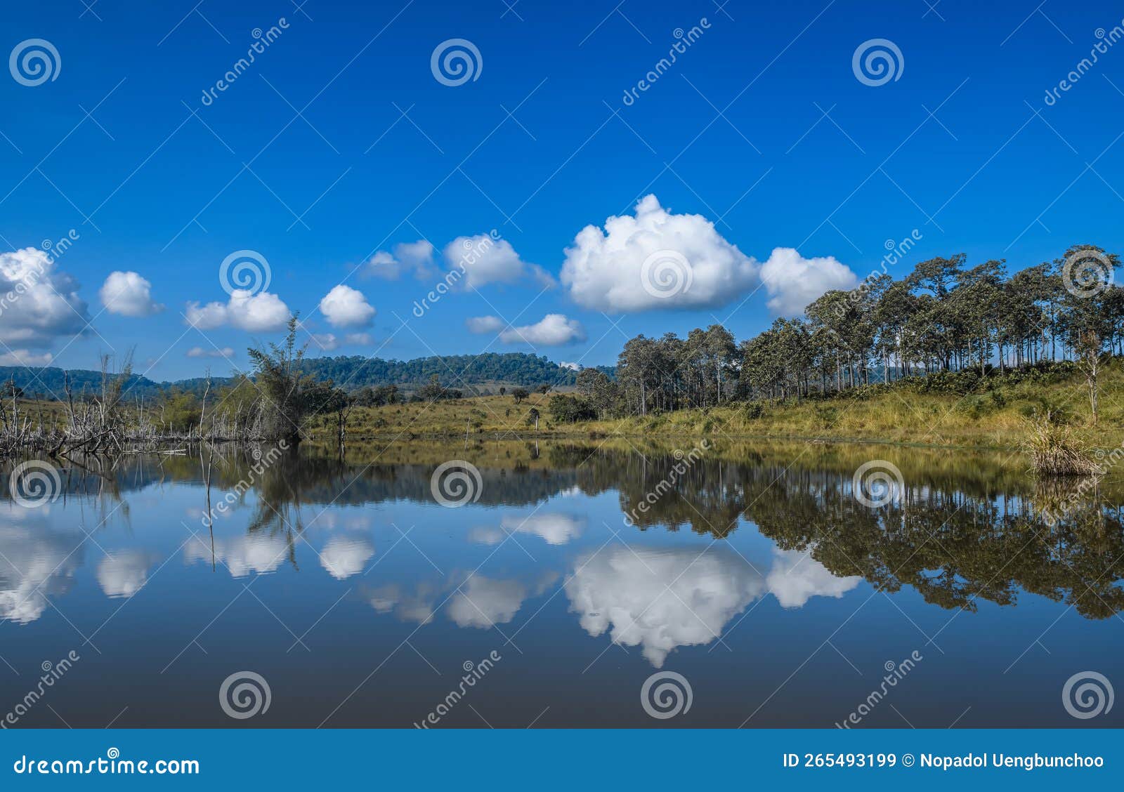 Blue Sky and Clouds with Reflections on the Nature Swamp Stock Image ...