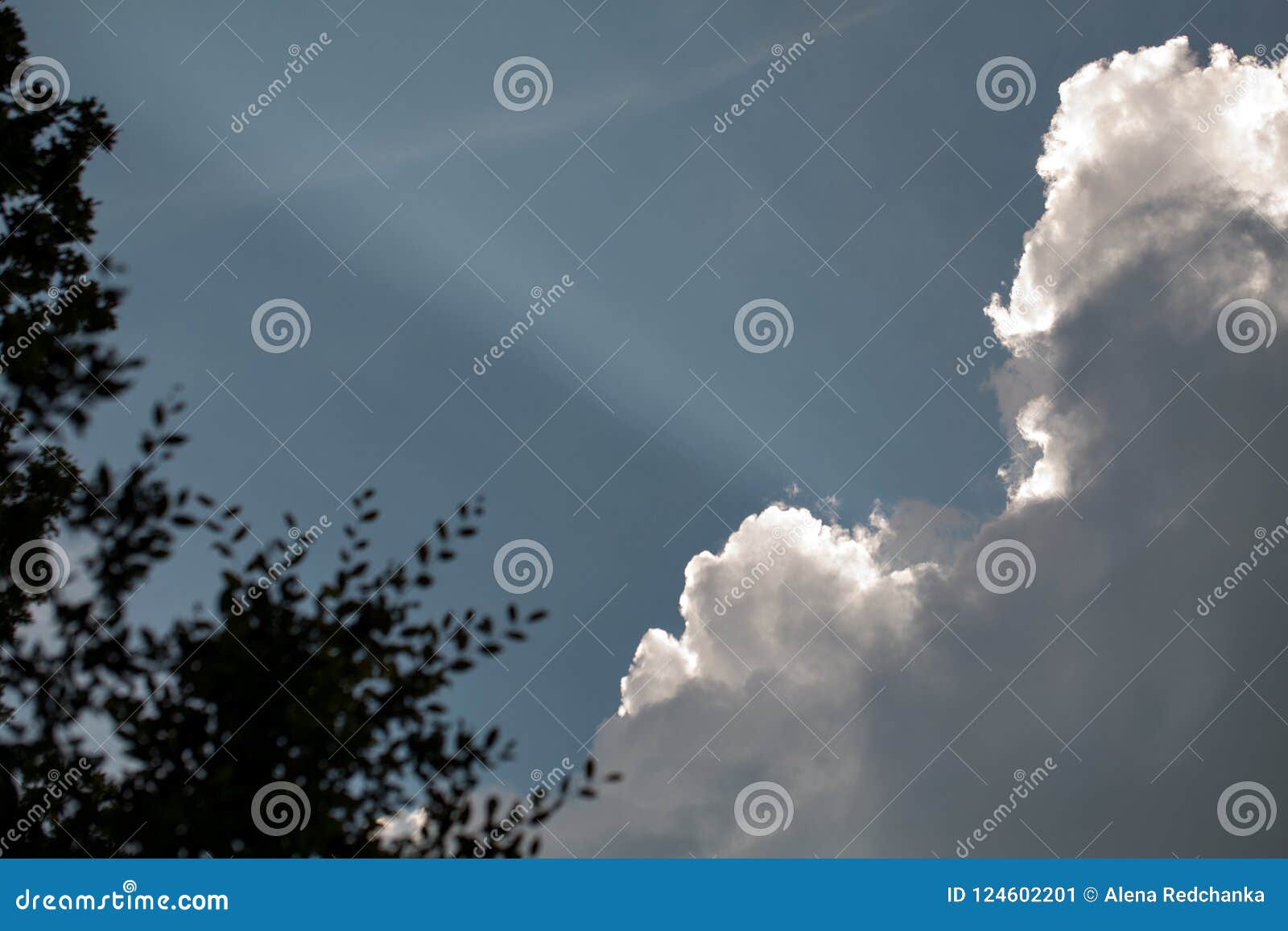 Blue Sky with Clouds, Sun Rays and Green Branch of Tree Stock Image ...