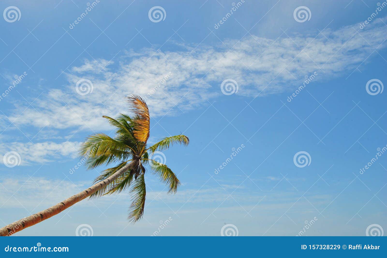 Blue Sky and the Coconut Tree Stock Image - Image of towering ...