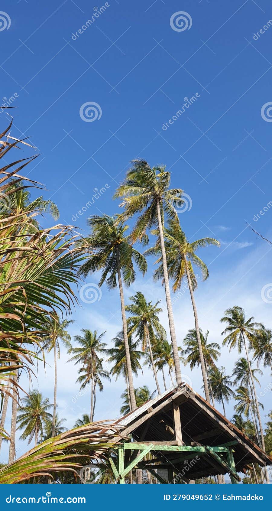 Blue Sky Coconut Tree House Anyer Beach Stock Photo - Image of blue ...