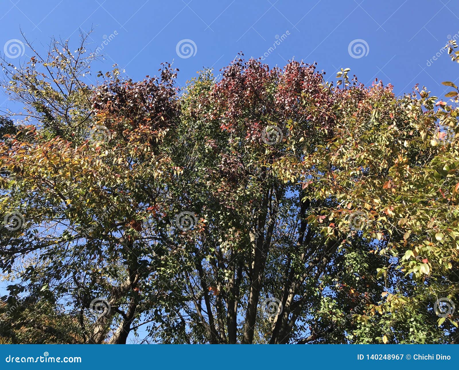 Blue sky and colorful tree stock image. Image of park - 140248967