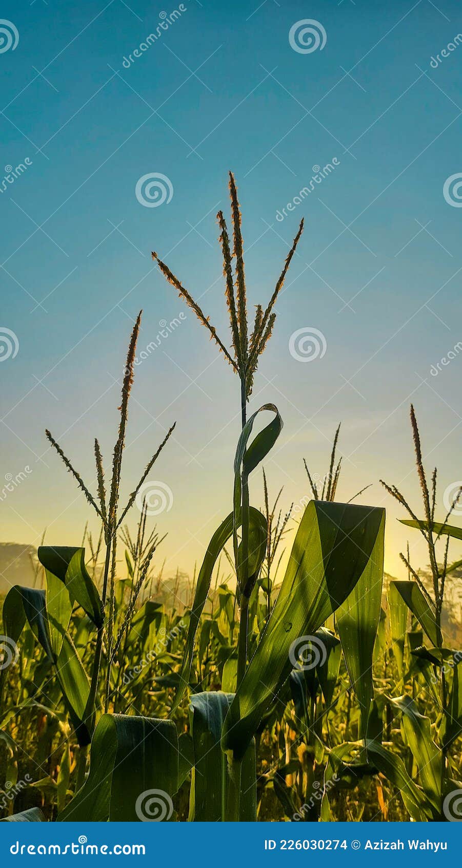 Blue sky at corn fields stock photo. Image of sunrise - 226030274
