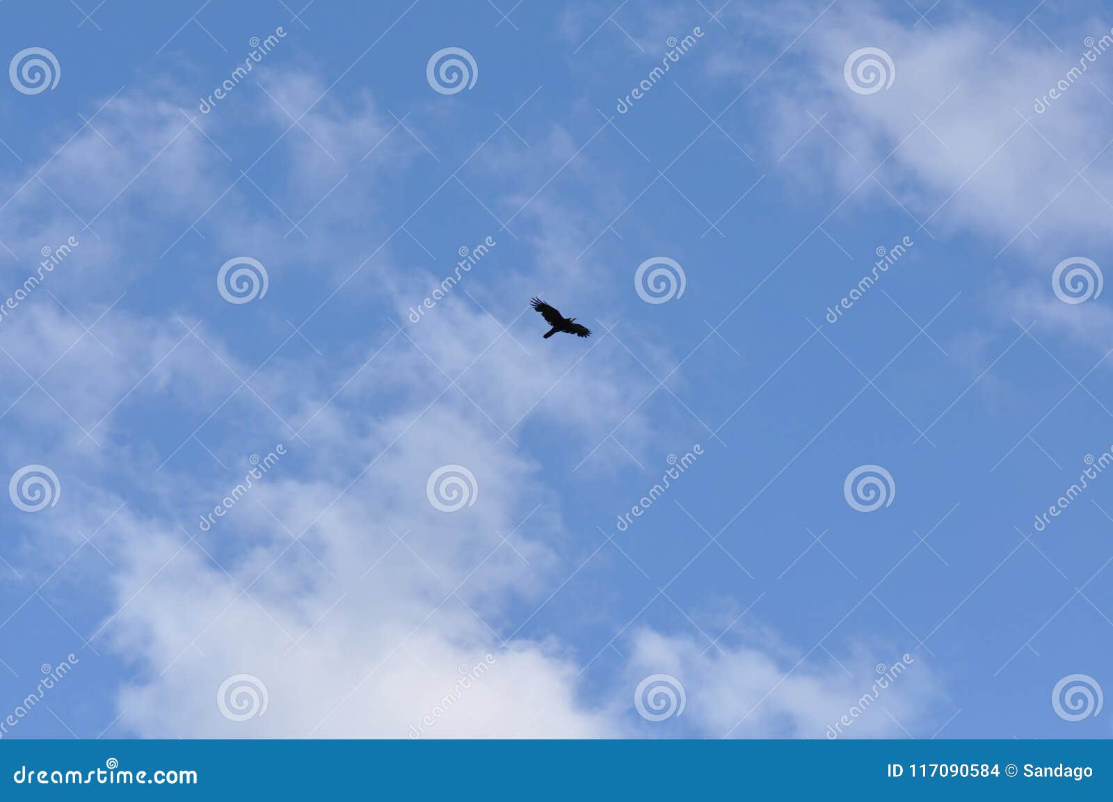 Flying crow and blue sky stock photo. Image of crow - 117090584