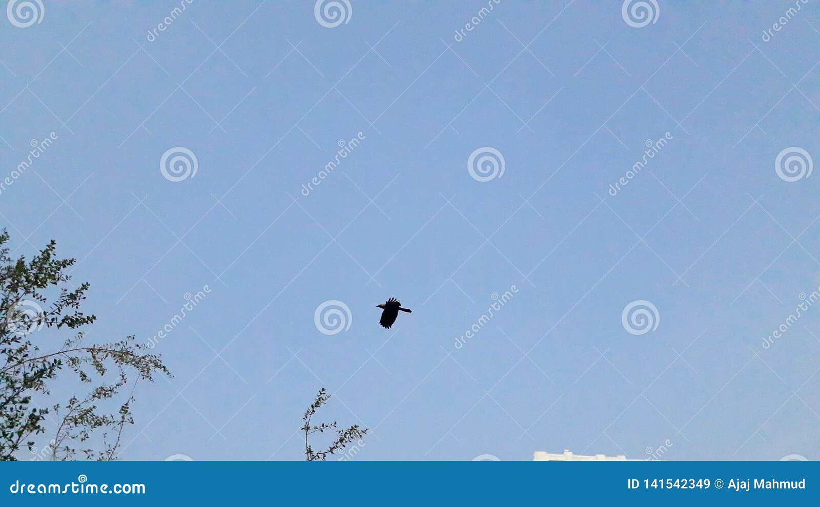 Blue Sky with Crow and Tree Stock Image - Image of natural, tree: 141542349