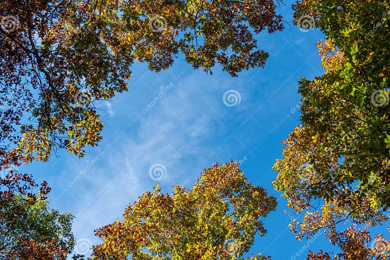 Blue Sky and Fall Color in the Treetops Stock Photo - Image of leaves ...