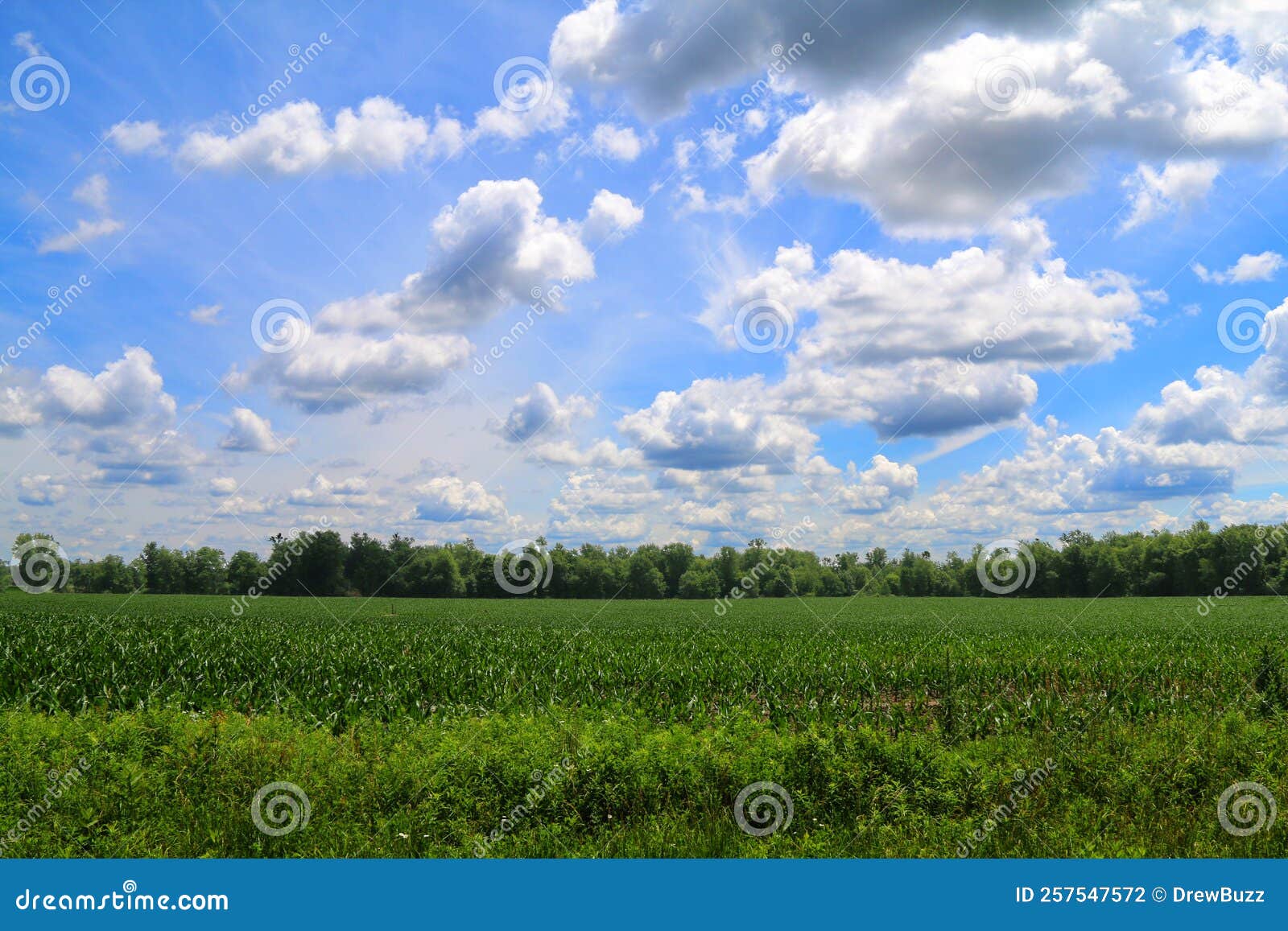 Blue Sky Farm Harvest Crop Field Farming Crops Harvesting Farmland ...