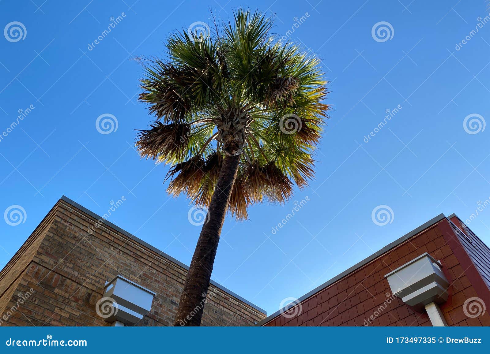 Blue Sky Corner Building Angles Palm Tree Stock Image - Image of ...