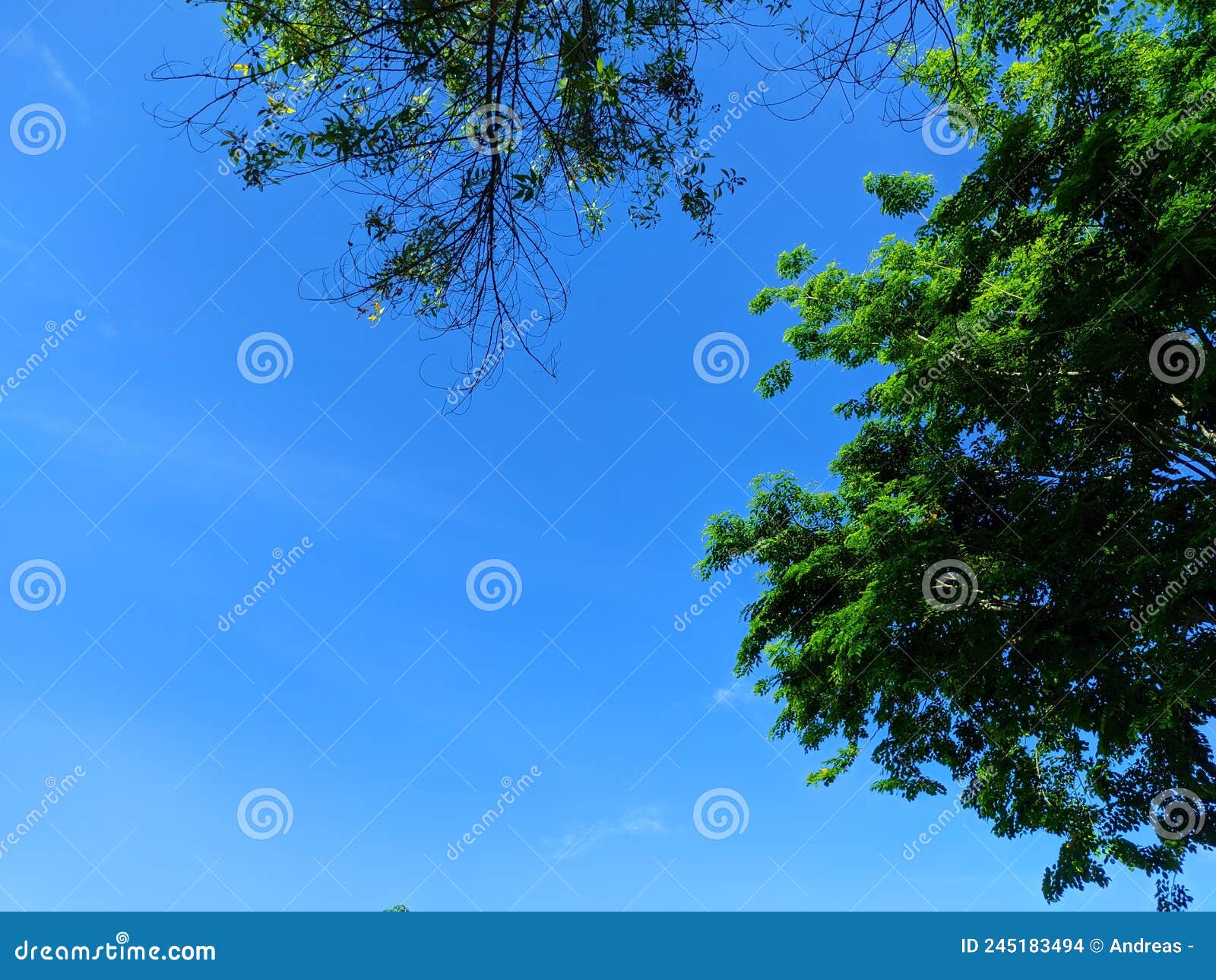 Blue Sky with Few Clouds and Green Leaves of Trees Stock Photo - Image ...