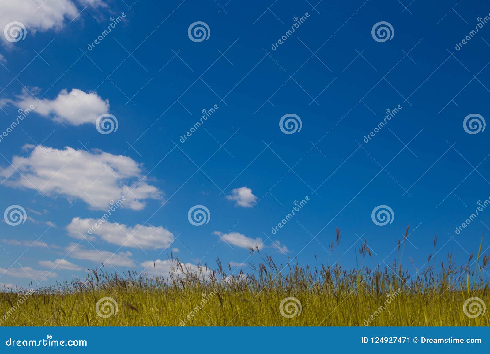 Blue sky field green day stock image. Image of grass - 124927471