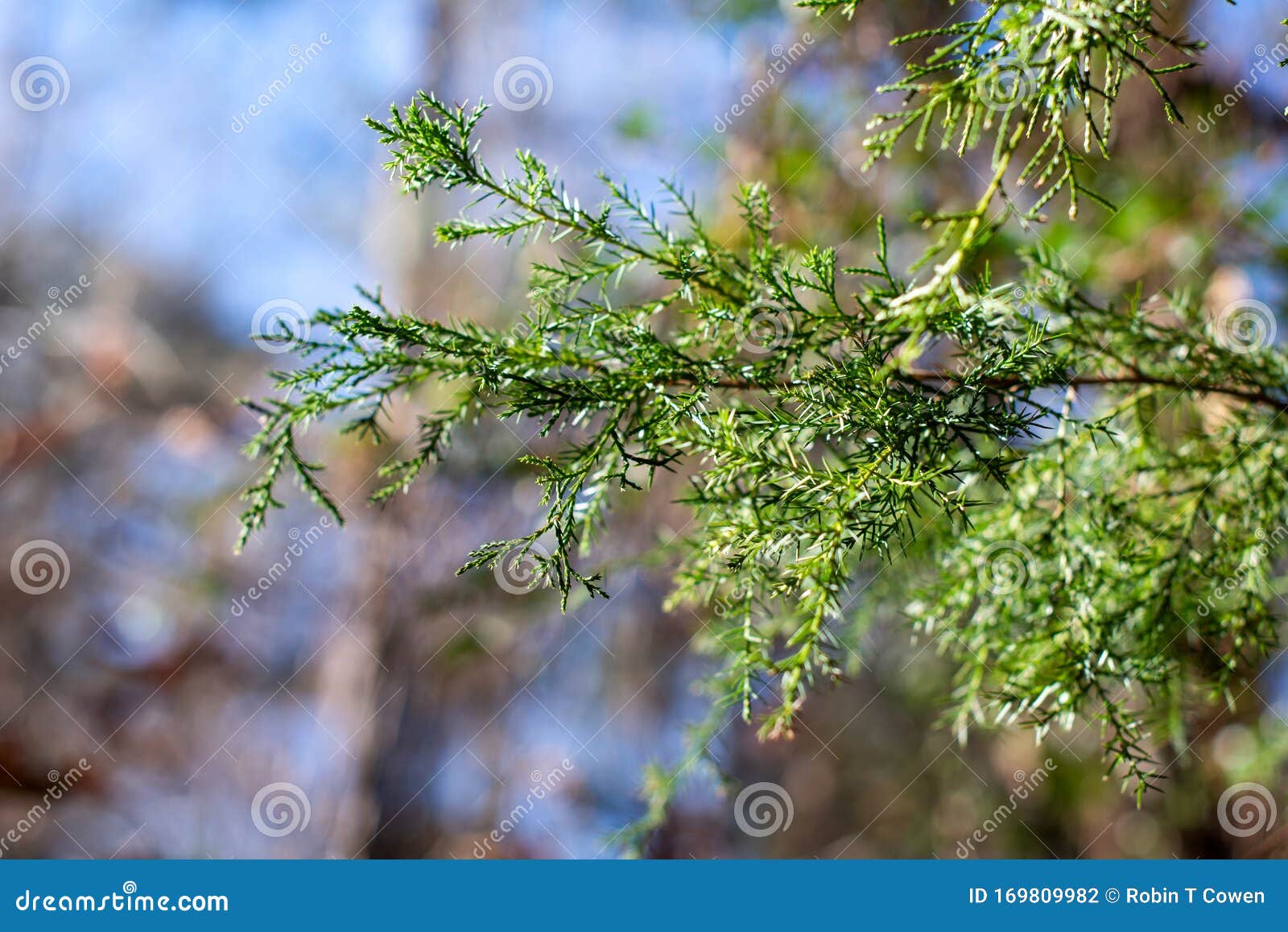 Blue Sky and Forest Background with Green Cedar Tree Branch Stock Photo ...