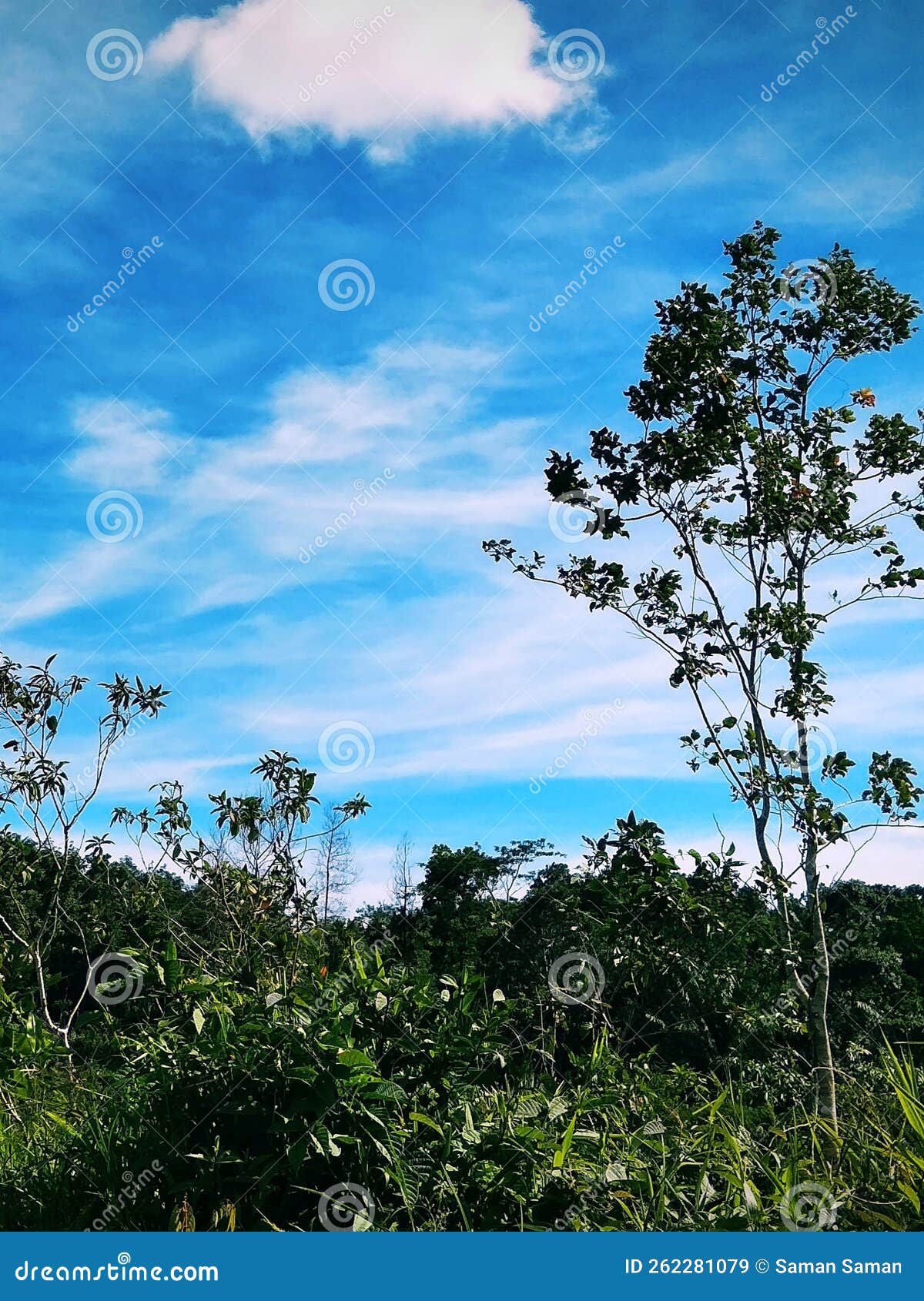 Blue Sky in the Forest with Tall Tree Beautiful Cloud and Looks Amazing ...