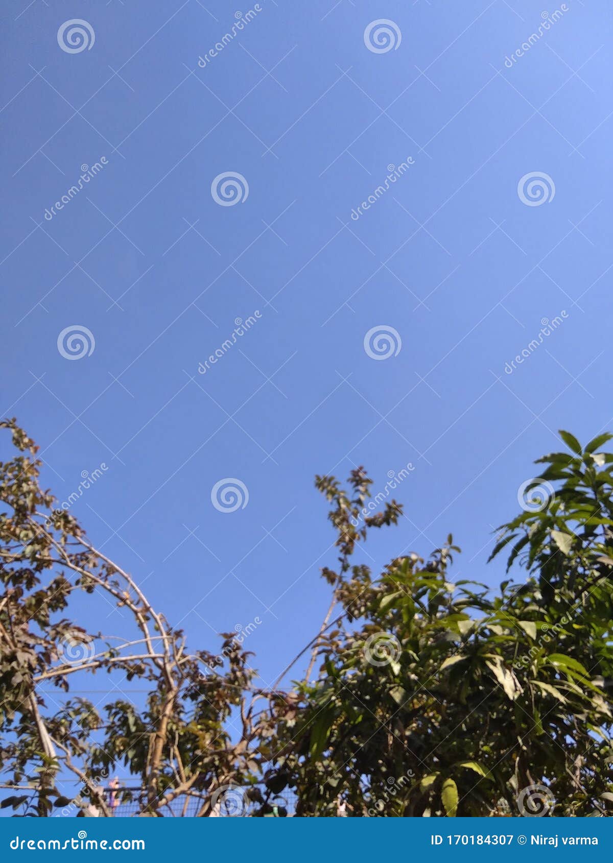Blue sky with govava food stock image. Image of govava - 170184307