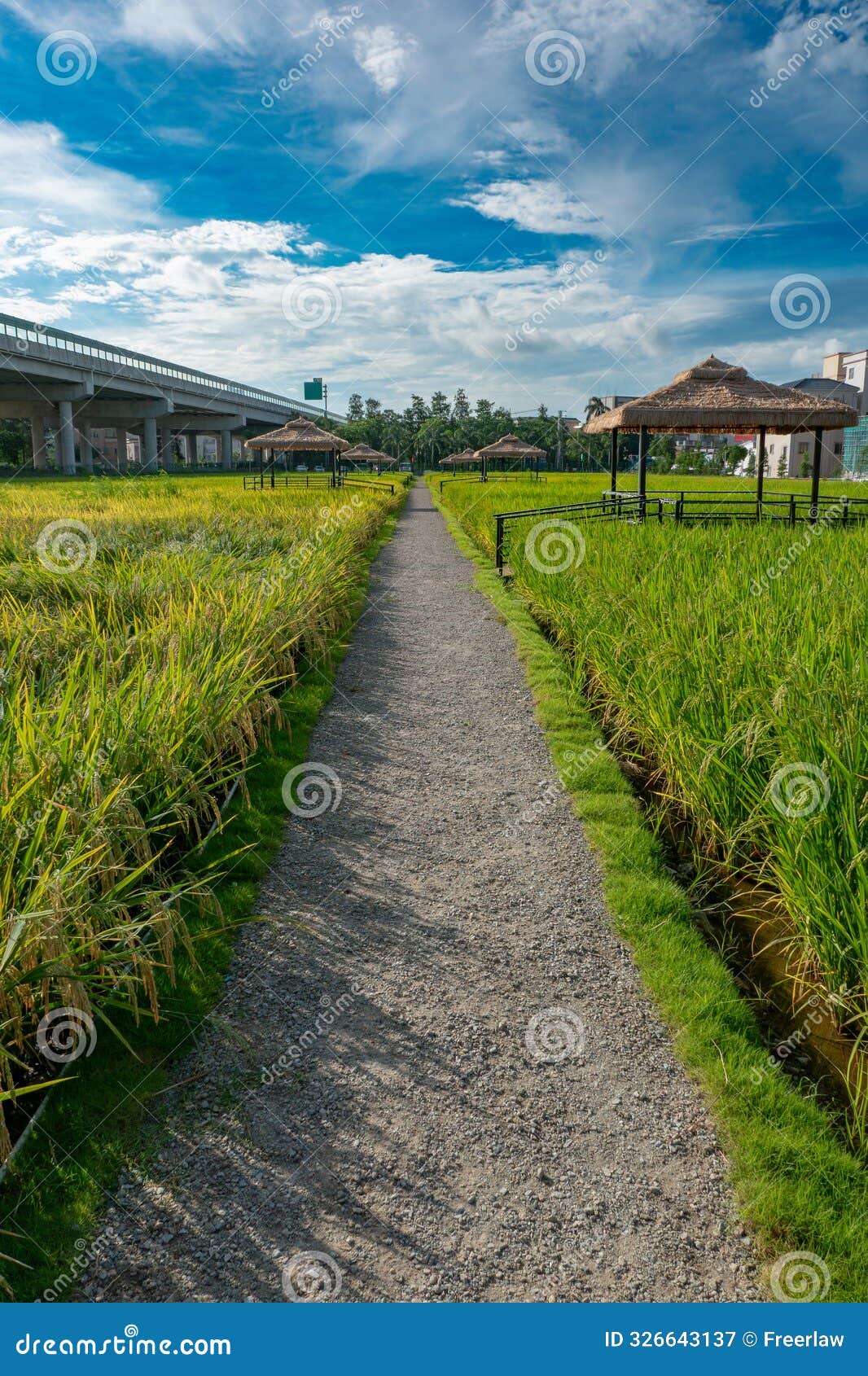 Blue Sky and Green Paddy on Field Vertical Composition Stock Image ...