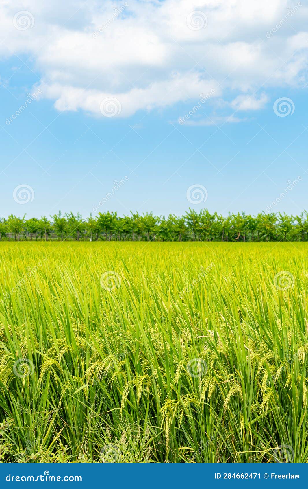 Blue Sky & Green Paddy on Field at Vertical Composition Stock Image ...