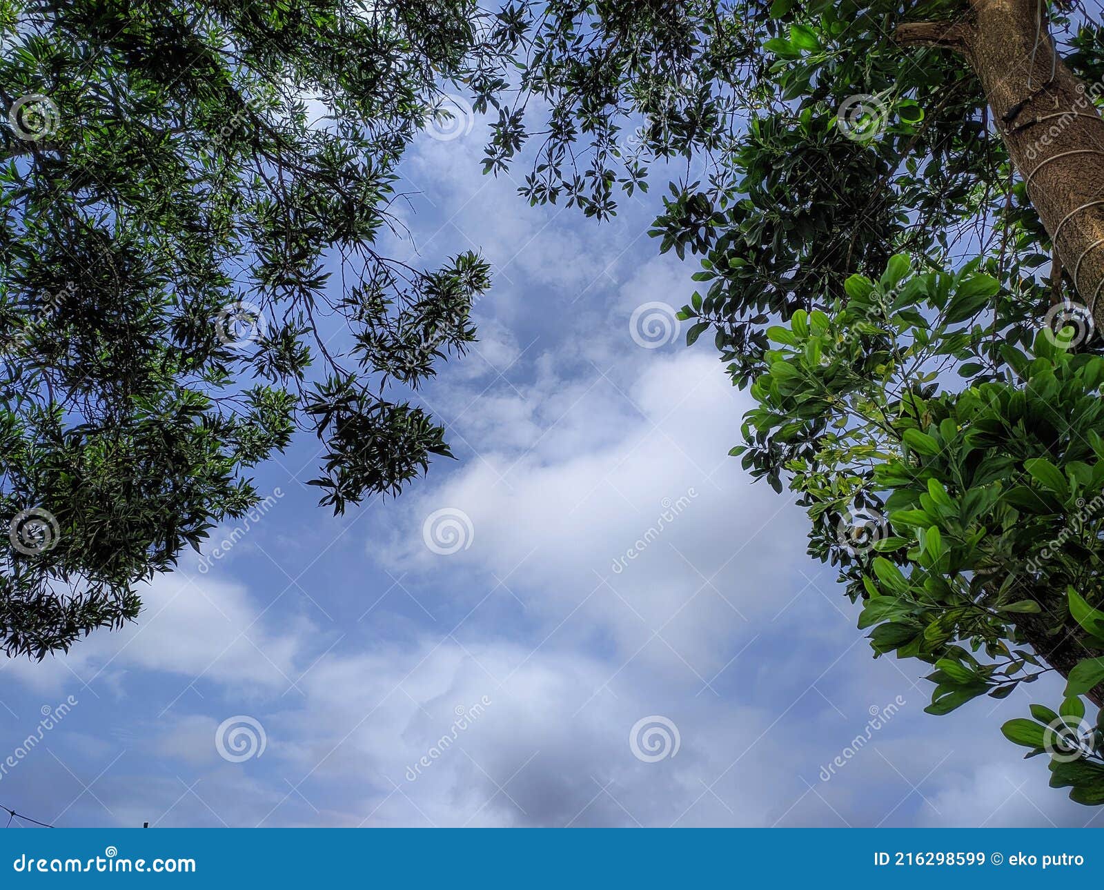 Blue sky and green tree stock image. Image of autumn - 216298599