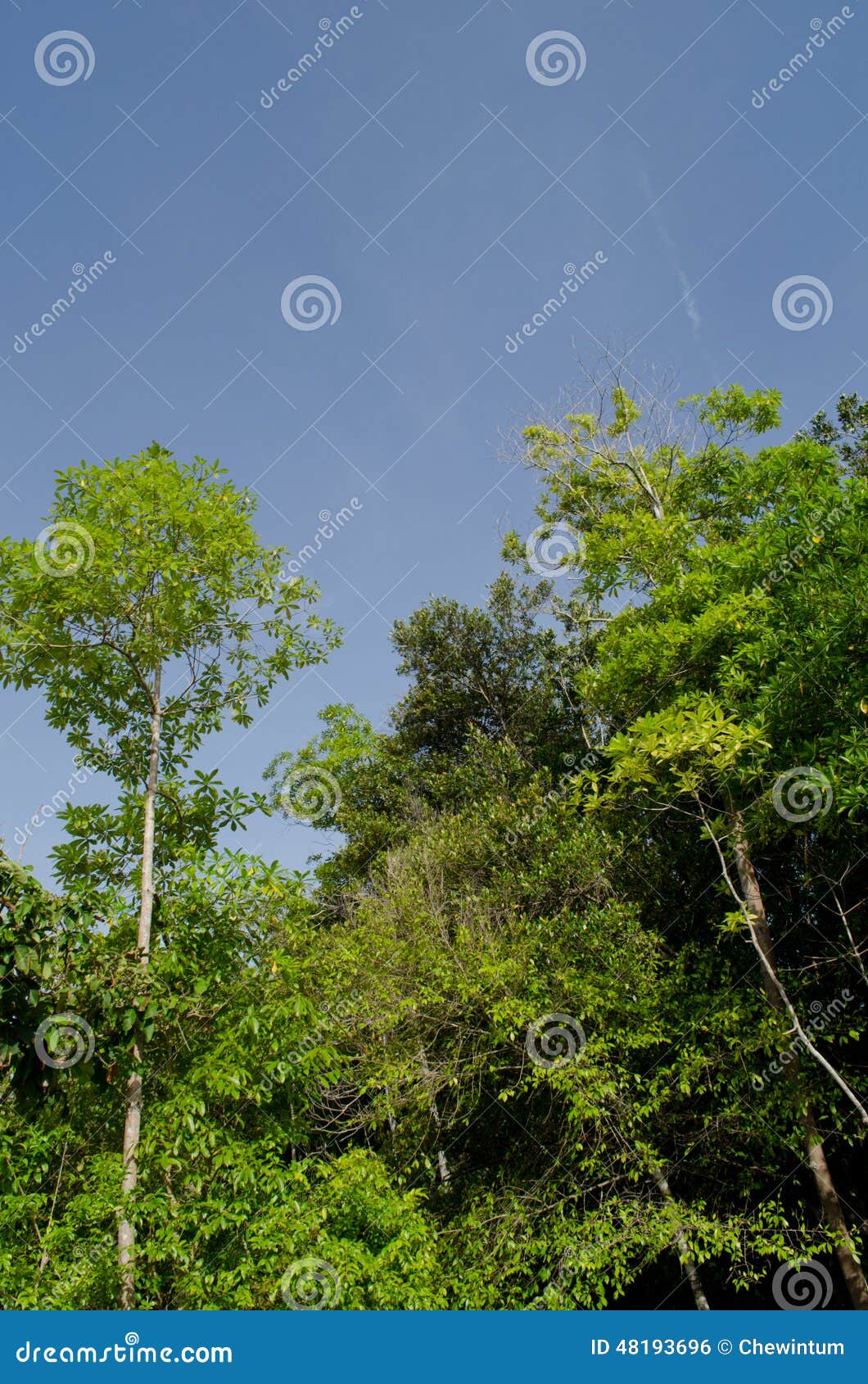 Blue sky and green tree stock photo. Image of vegetation - 48193696