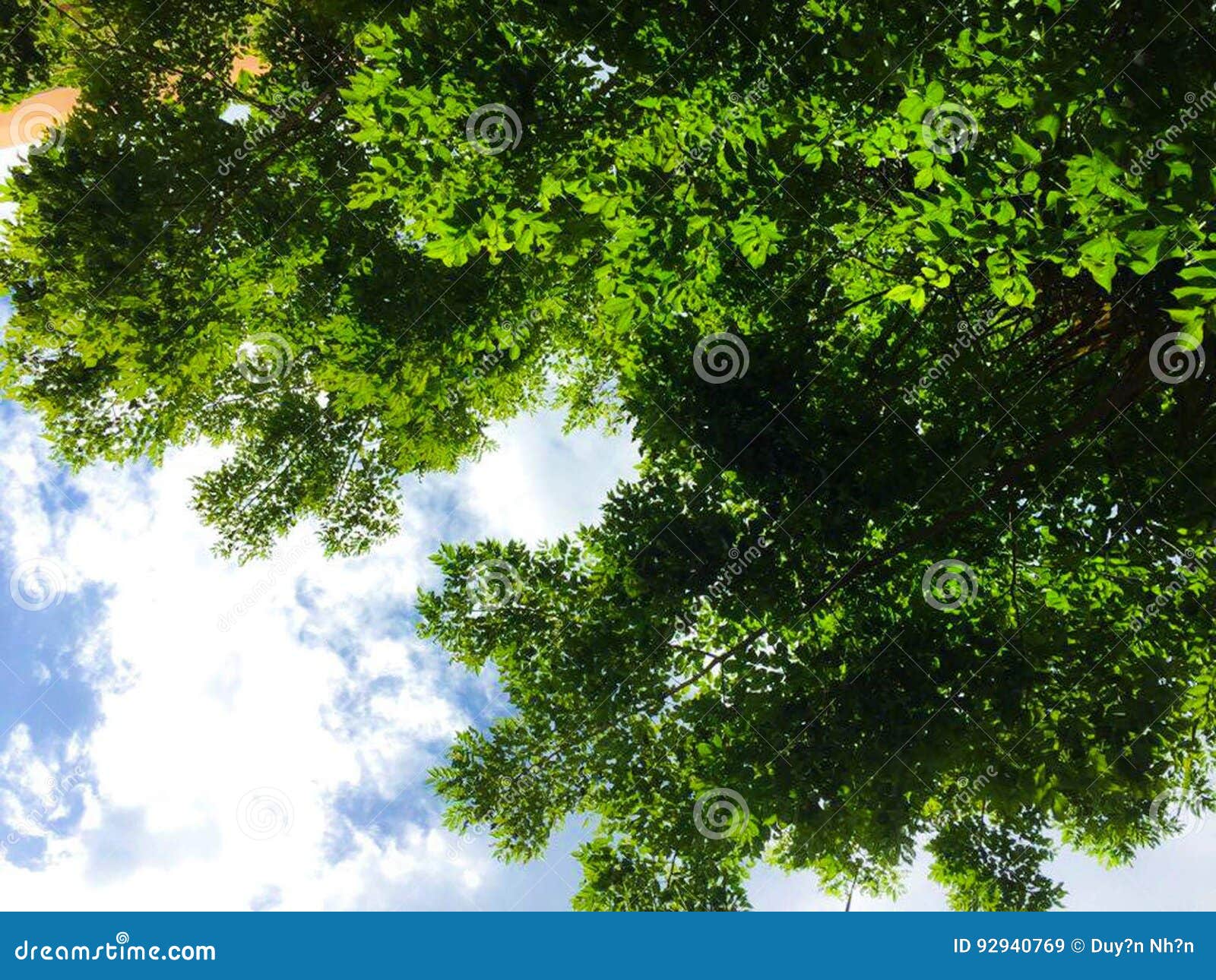 Blue sky and green tree stock image. Image of sunnyday - 92940769