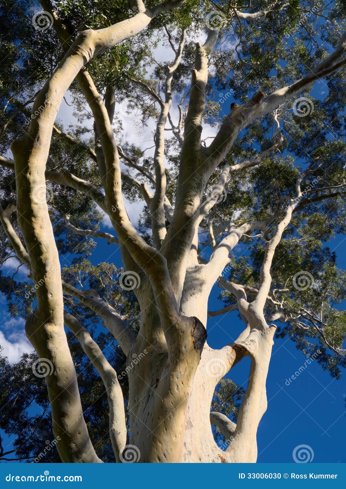 Blue sky gum tree stock photo. Image of eucalyptus, environment - 33006030