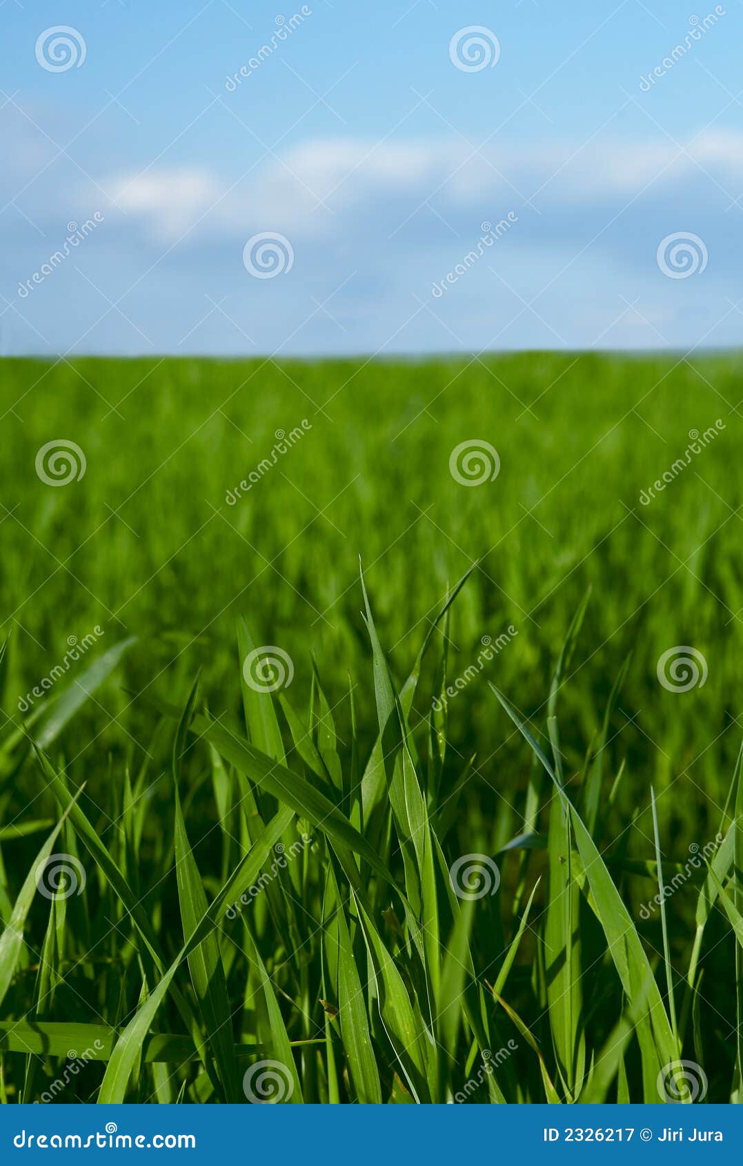 Blue sky horizon and grass stock image. Image of grass - 2326217