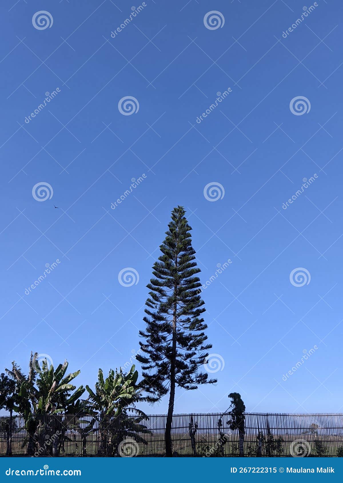 Blue sky landscape stock image. Image of sukra, tree - 267222315