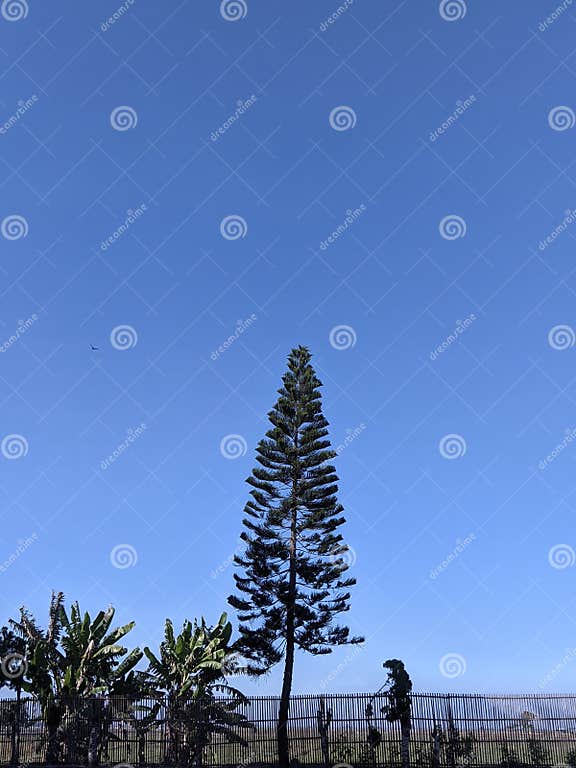 Blue sky landscape stock image. Image of sukra, tree - 267222315