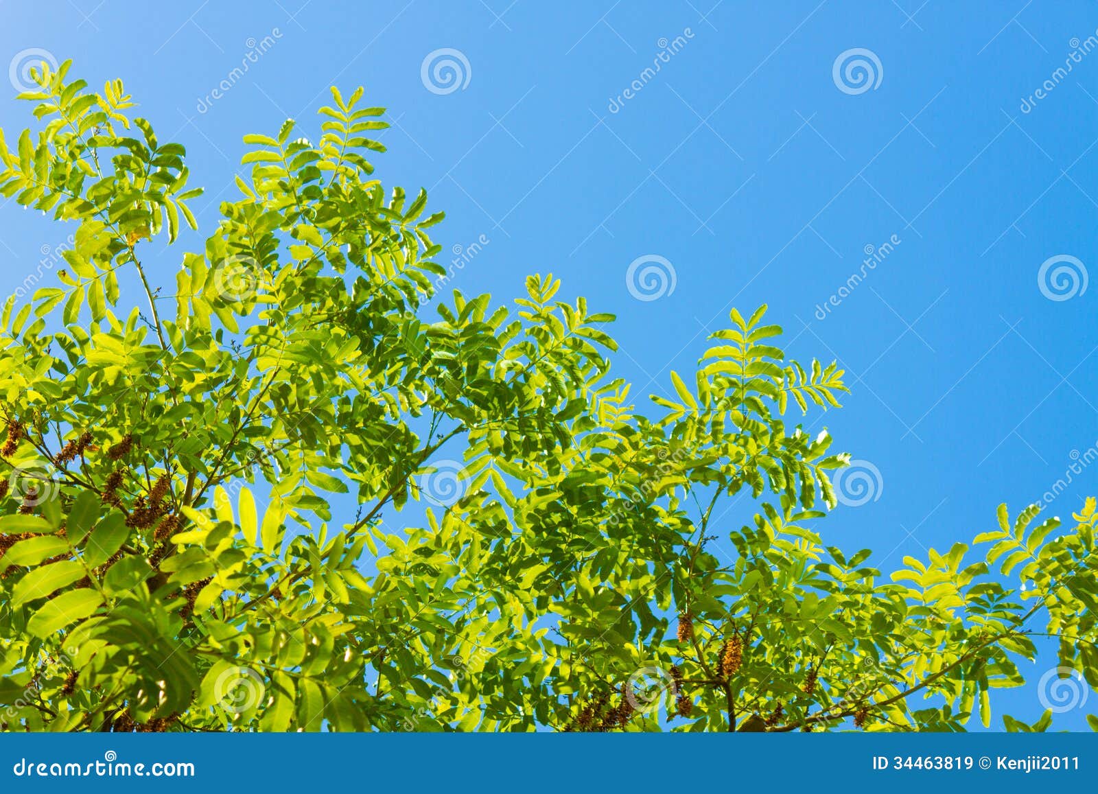 Blue sky and locust tree stock image. Image of scene - 34463819
