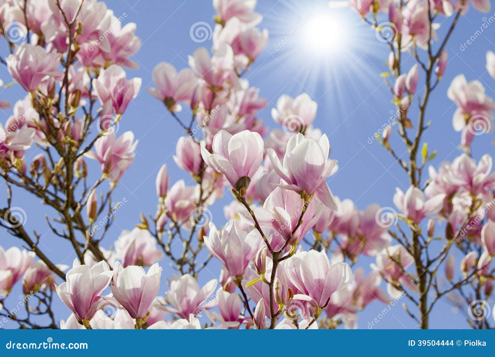Blue Sky with Magnolia Blossom Stock Photo - Image of flowers, fresh ...